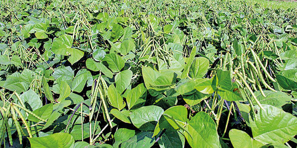 Asedi Agric Services Ltd. - Gallery